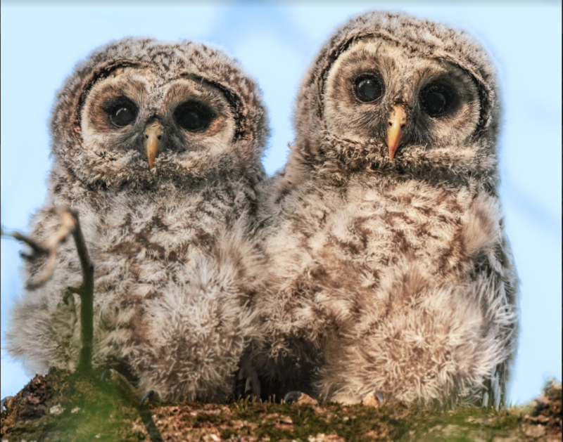 Stranger Things (Than Owls) – Amos Butler Audubon Society