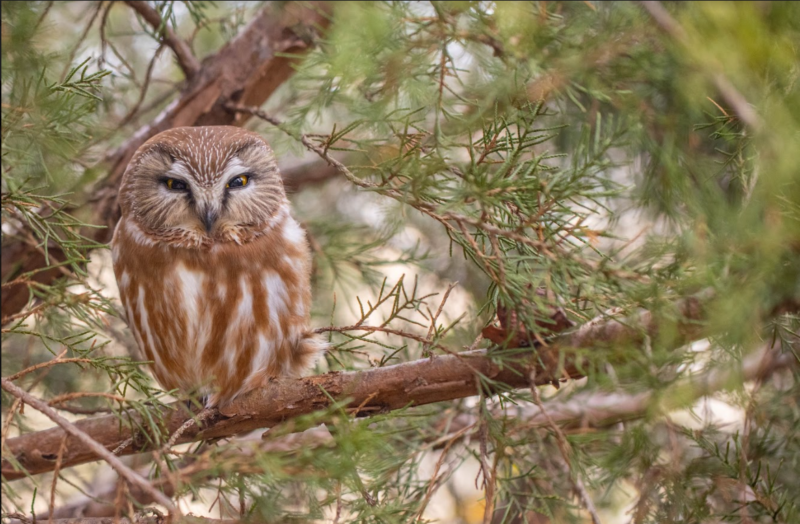 Stranger Things (Than Owls) – Amos Butler Audubon Society