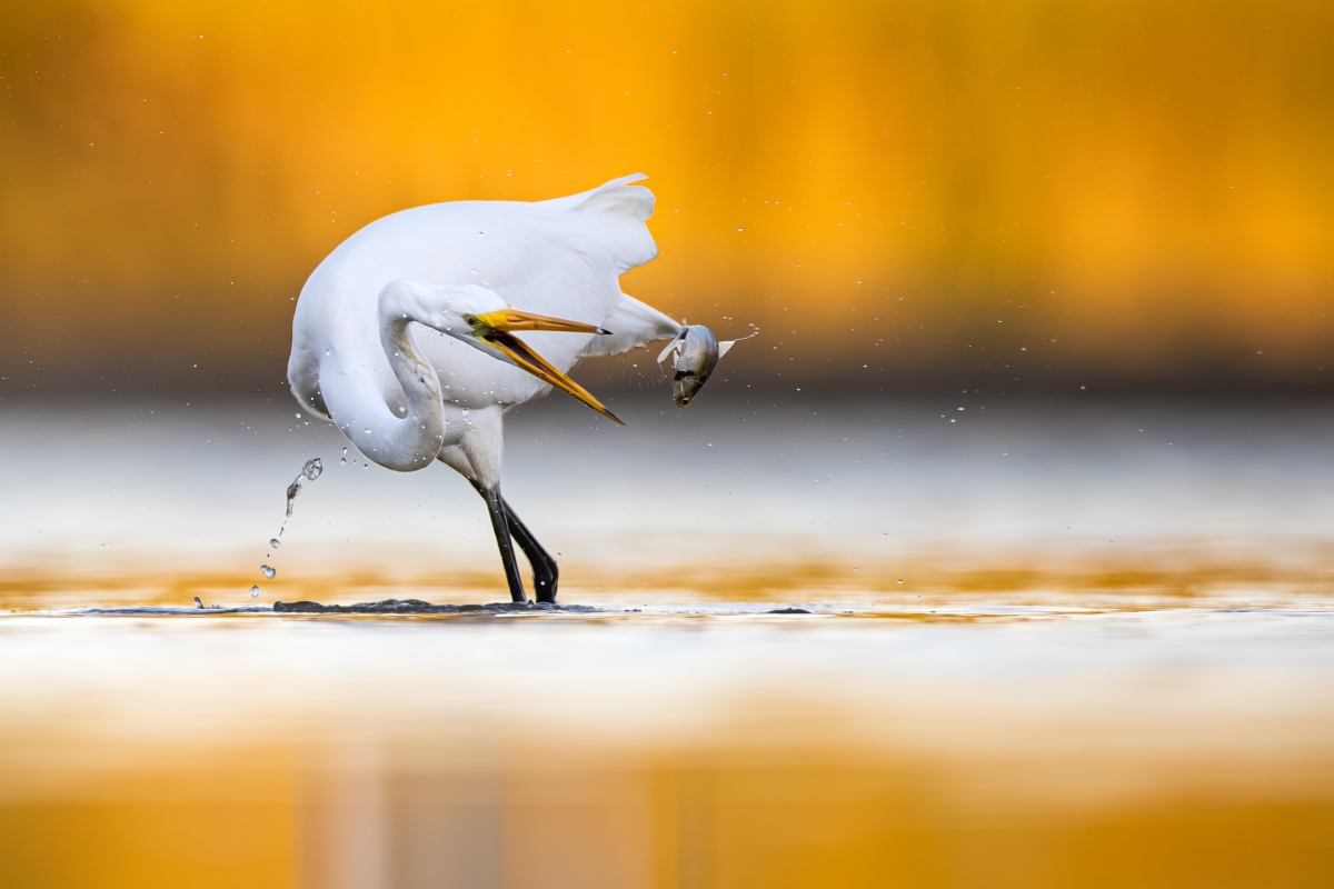 Behind the Lens: Ryan Sanderson – Amos Butler Audubon Society